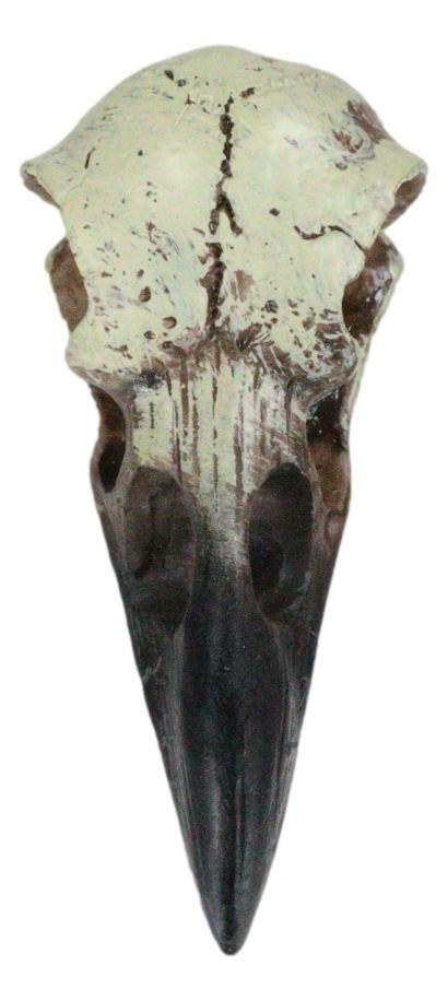 Raven Skull Front View
