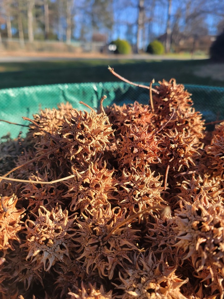 1 Gallon Sweet Gum Balls (80–100 Pods) w/Free Shipping | eBay