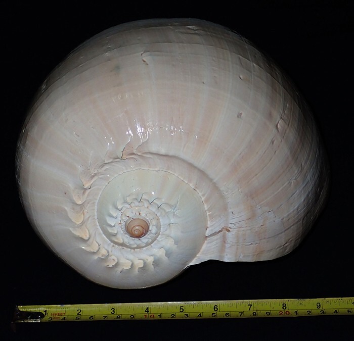 L 300 x W 220 mm HUGE Melo Aethiopica Baler Volute Seashell #A1 Palawan ...