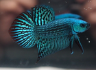 Wild Betta Fish Green Alien Male Quality Grade from TH * Stock Photo ...