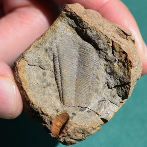 BOLIVIAN FOSSILS | eBay Stores