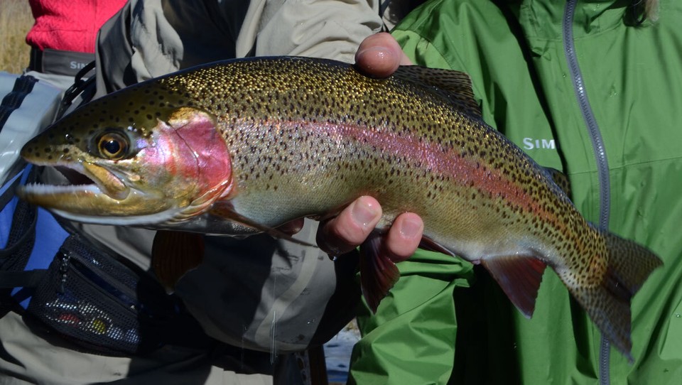 Zebra Midge Tungsten Nymphs Copper Chocolate - Premium Trout Fly ...