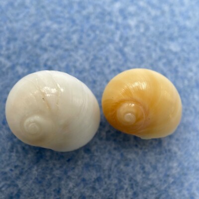 #2 Conuber (Polinices) incei 10.4-11.6mm F/++ Trawled Off Australia ...