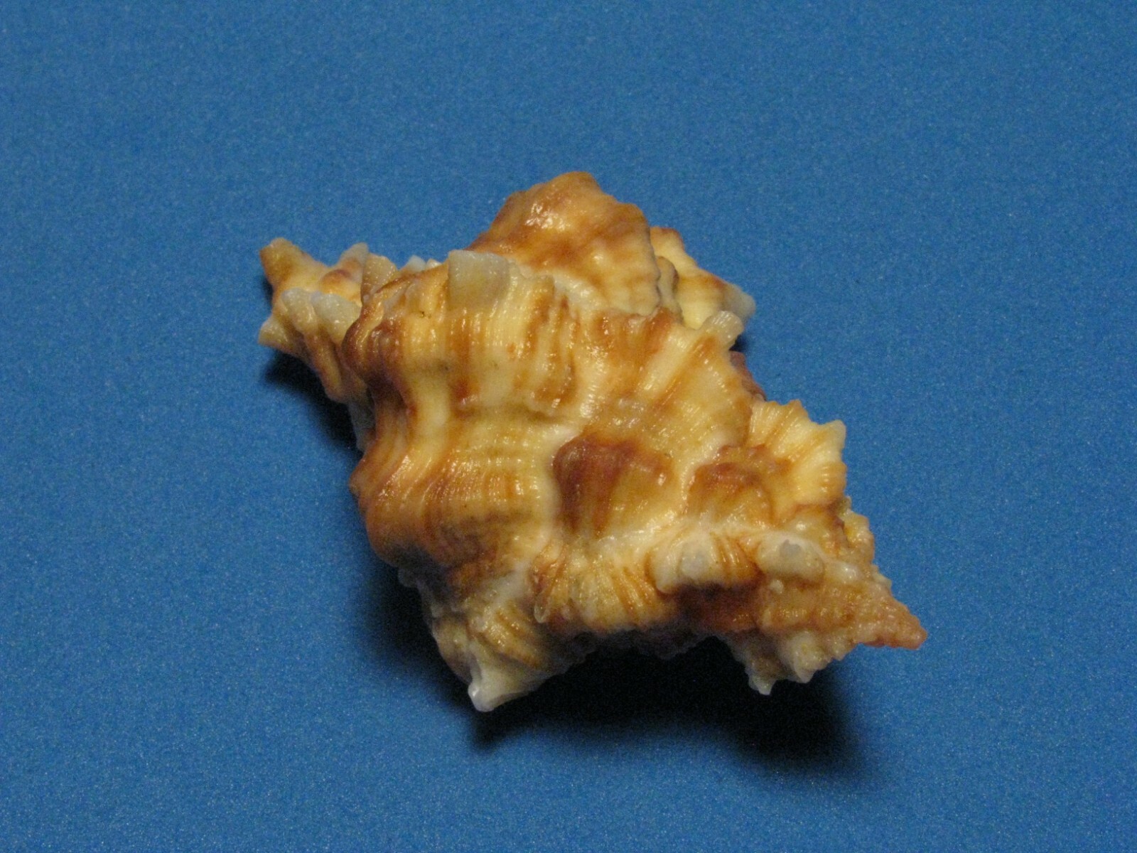 Chicoreus (Triplex) insularum (Pilsbry, 1921) "ENDEMIC: HAWAIIAN ...