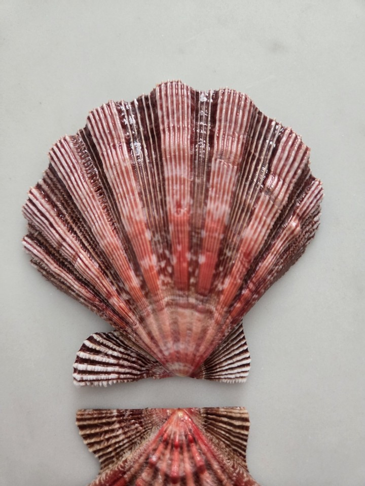 Lion's Paw Scallop Shell, Nodipecten fragosus, 89.2mm x 91.1mm, Florida ...
