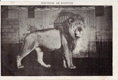 CPA PARIS SPECTACLE de CIRQUE - CIRCUS - SOUVENIR DE BOSTOCK. Le LION ...