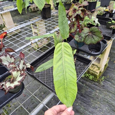 Anthurium Spectabile Wide Form, Exact Plant | eBay