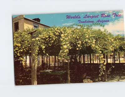 Postcard Worlds Largest Rose Tree Tombstone Arizona USA | eBay