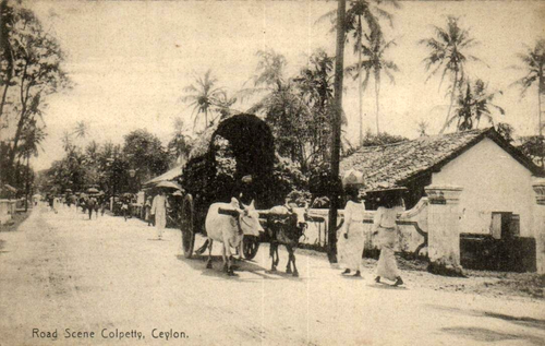 Ceylon - Sri Lanka - Road Scene Colpetty - Vintage Postcard | eBay