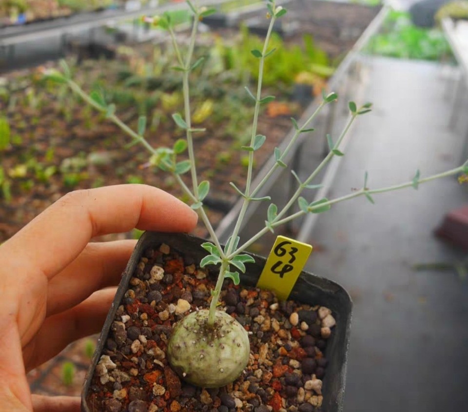 Rare plant SucculentLive Euphorbia globulicaulis Random Own Root Caudex ...