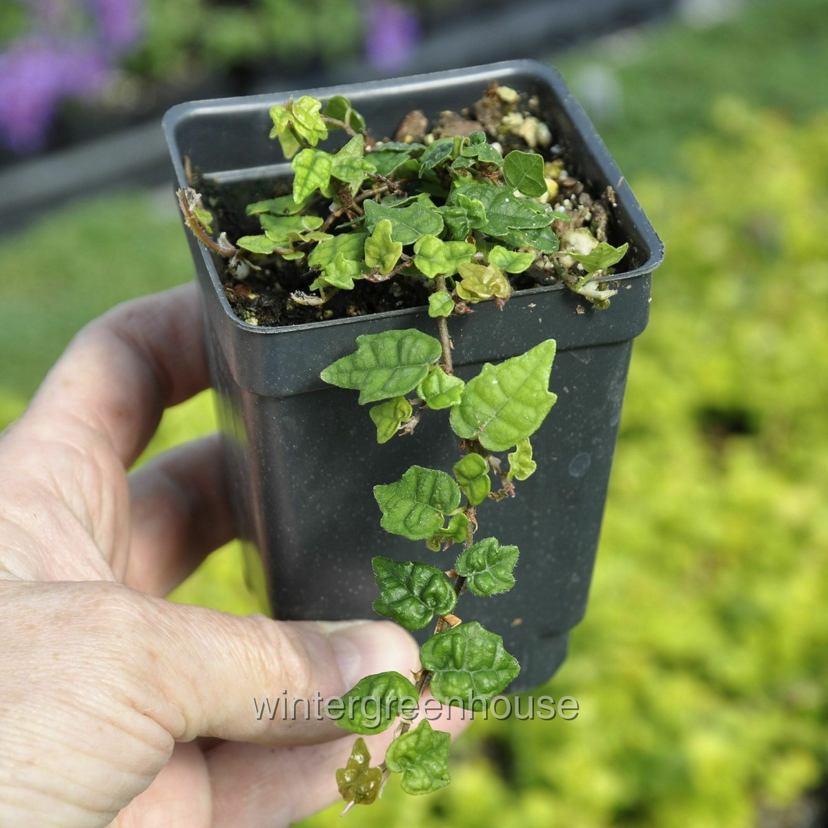 Ficus Pumila Leaves