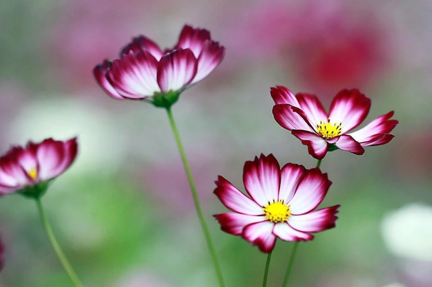300 CANDY STRIPE COSMOS Cosmos Bipinnatus Flower Seeds | eBay