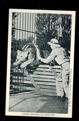PC-1610**Vintage Postcard 1946-St. Louis Zoo**Animal Training*Real ...