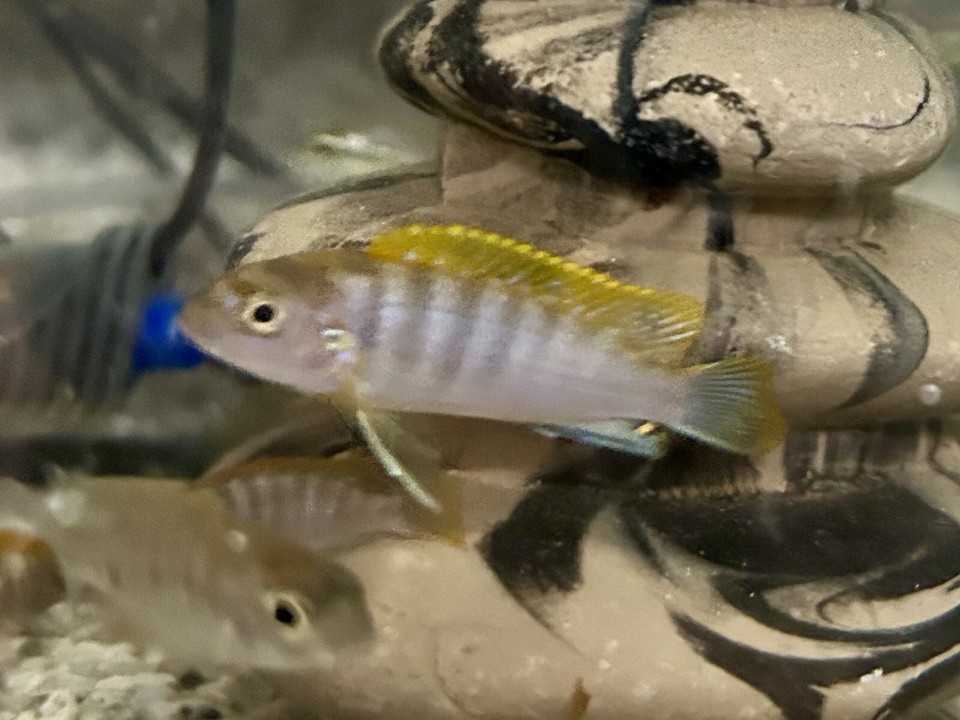 Live Fish (3) Swedish Red Top Labidochromis Hongi 1.5”+ Mbuna African ...