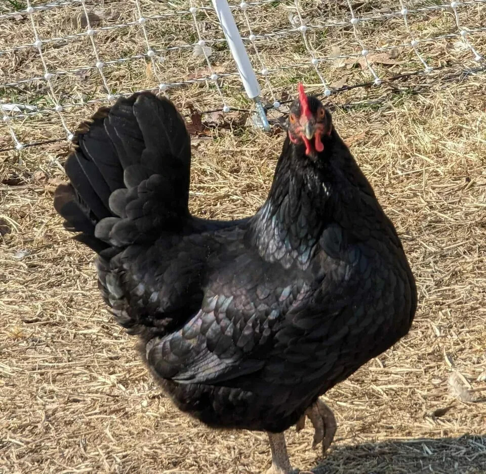 5+ Barnyard Mix Chicken Hatching Eggs | Free Shipping | TN NPIP ...