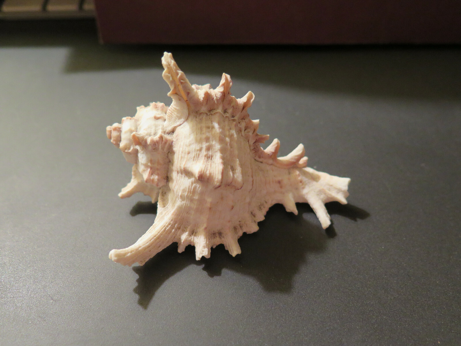 Small Murex Ramosus SeaShell With Stand, Excellent condition | eBay