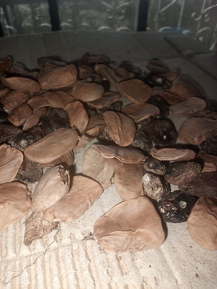 Pure Organic Hunteria Umbellata (Abere) Seeds | eBay