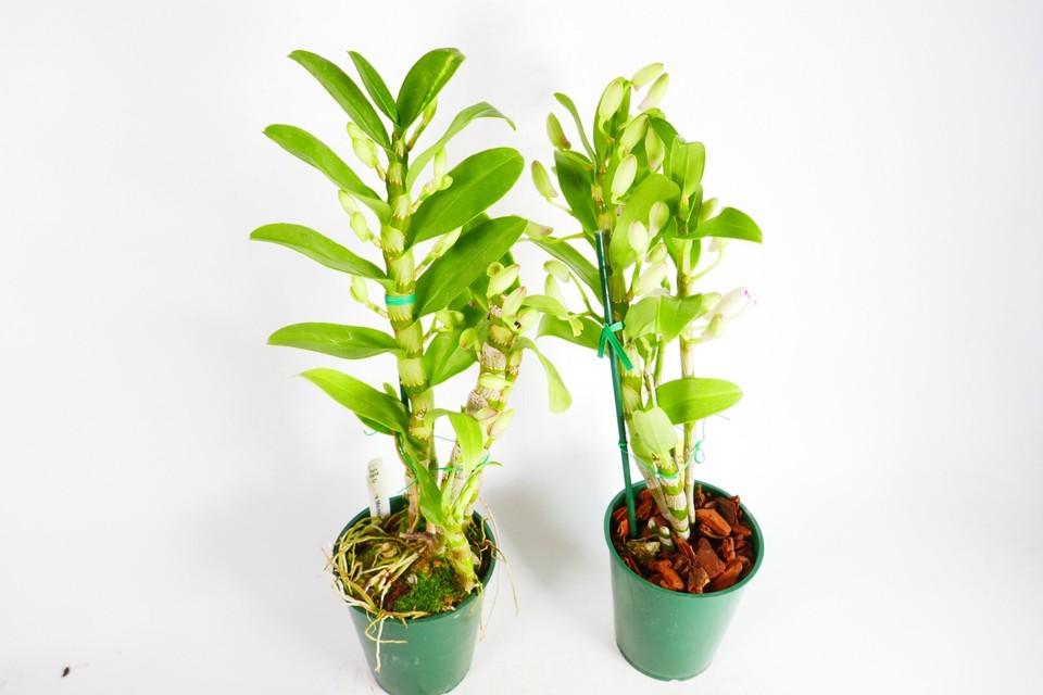 FRAGRANT ~ Dendrobium Nobile Type Orchid ~ Love Memory 'Fizz' ~ Bloom ...