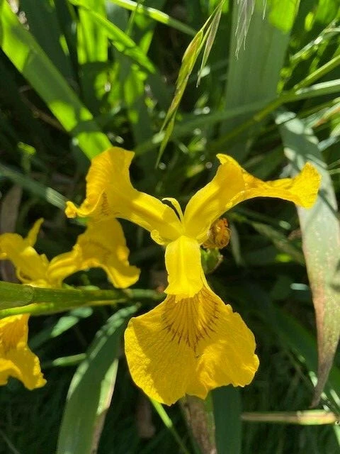 Yellow Japanese Iris