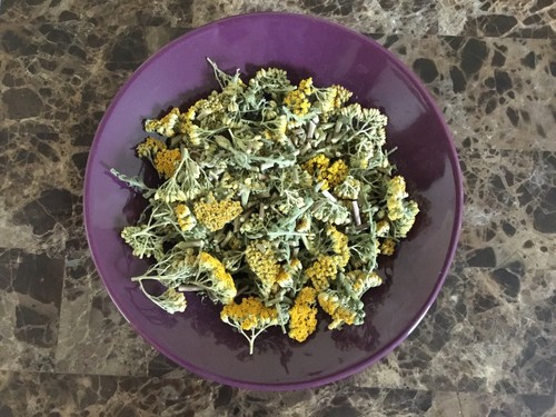 Yellow Yarrow herb (Achillea Millefolium) Organic dried 2.4 OZ | eBay