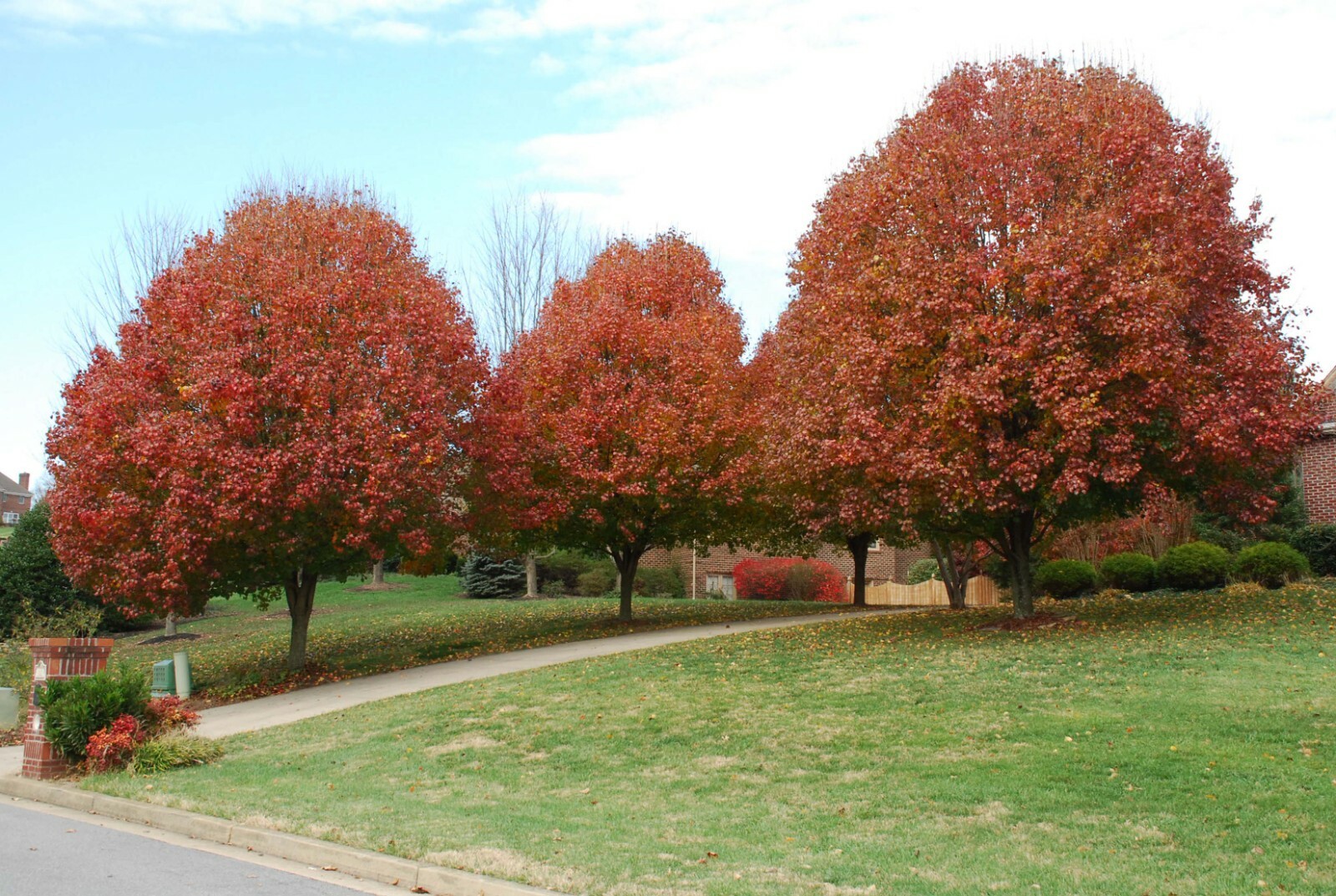 Bradford Pear, (Callery Pear), Pyrus calleryana, Tree Seeds (Fast, Fall ...