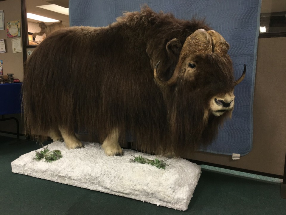 MUSK OX FULL BODY TAXIDERMY MOUNT BOONE AND CROCKETT 106. EXCELLENT ...