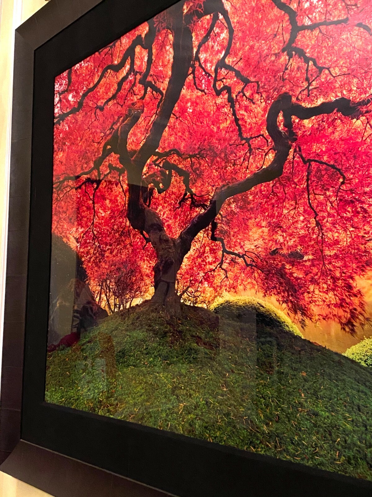 Peter Lik "Tree of Life” Signed, Limited Edition, Photo #12/950 1.5M ...