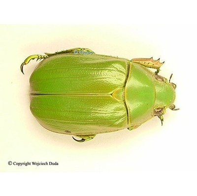 Chrysina intermedia, great, rare! A1/A- | eBay