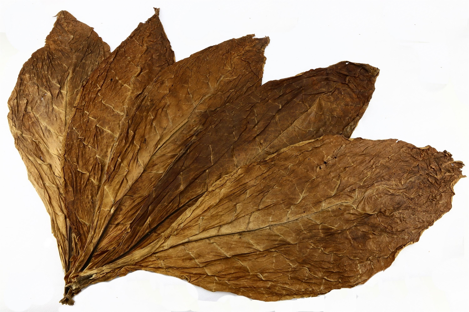 Tabak Rohtabak Tabakblätter Dekotabak 200g - 20kg und Probeangebot von ...