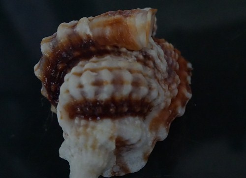 Distorsio Anus 66 mm F+++ one of a kind DOUBLE Mouth FREAK WOW !!! | eBay