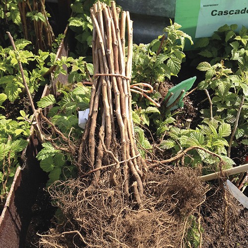 10x Raspberry Canes 'Glen Ample' Plants Bare Root Garden -Mid April ...