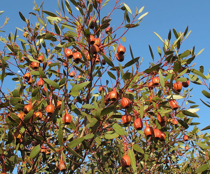 Eucalyptus stoatei - Scarlet Pear Gum - 30 Seeds | eBay Australia