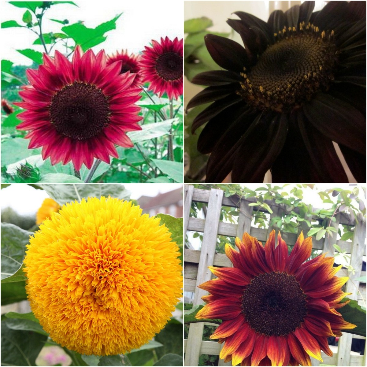 Rare Sunflower Varieties