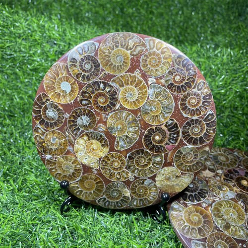 Natural Ammonite Disc Fossil Conch Specimen Crystal Healing Reiki Gift ...