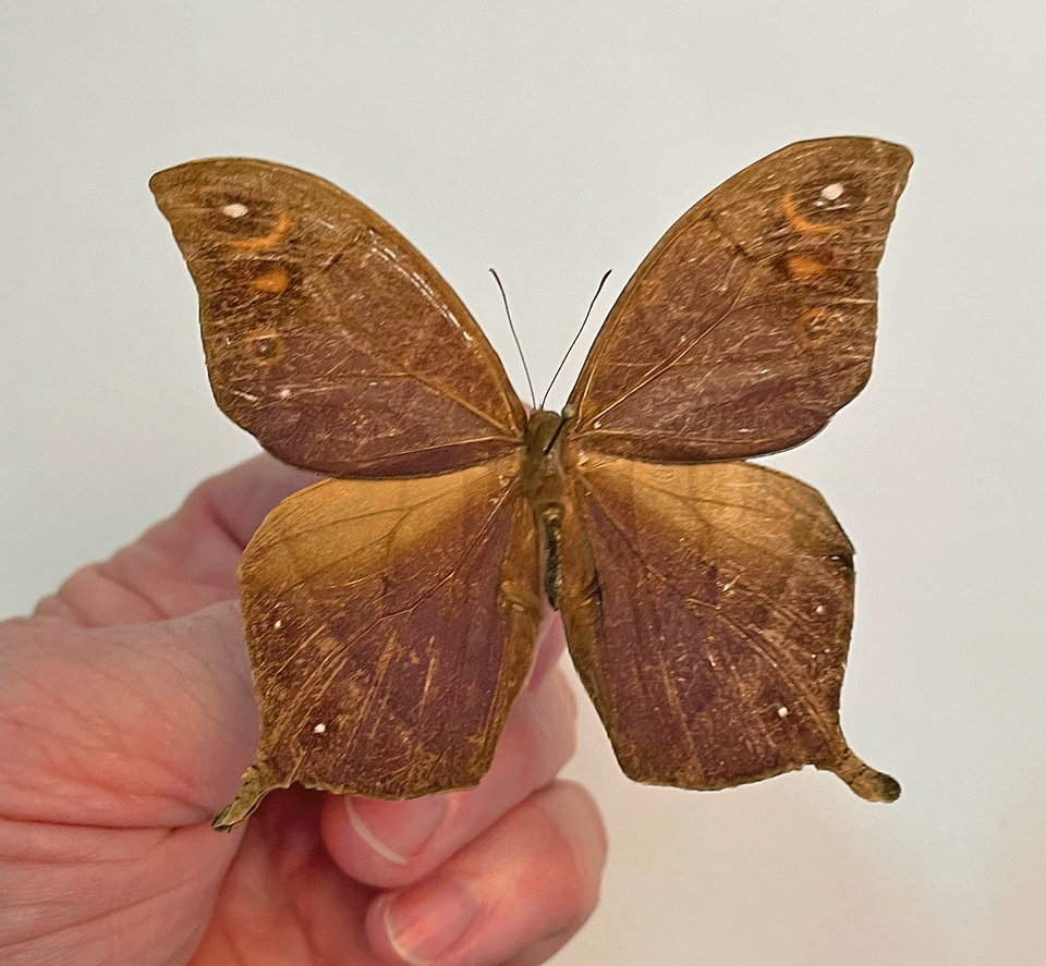 Morphidae CAEROIS GERTRUDTUS****RAR male Nr. 1**** Ecuador,Esmeraldas ...