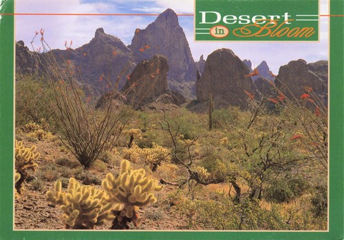Desert in Bloom Cactus Flowers Vintage Postcard Unposted | eBay