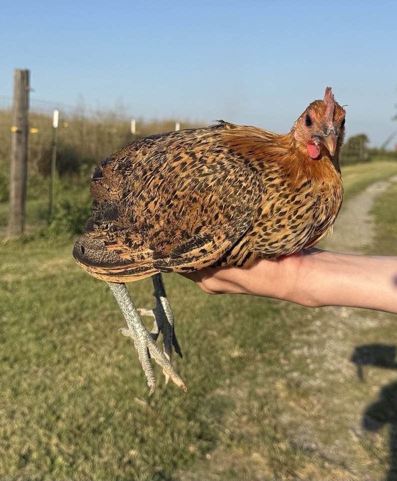 Red Quill Chicken Hatching Eggs | eBay