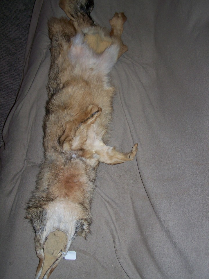 Coyote Pelt Hide Professionally Tanned w feet legs Crafts Cabin Decor ...