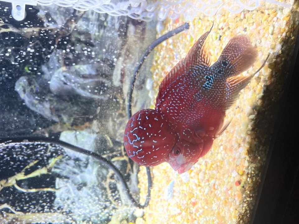 king kamfa flowerhorn F1 ( 5 - 6 inches ) | eBay