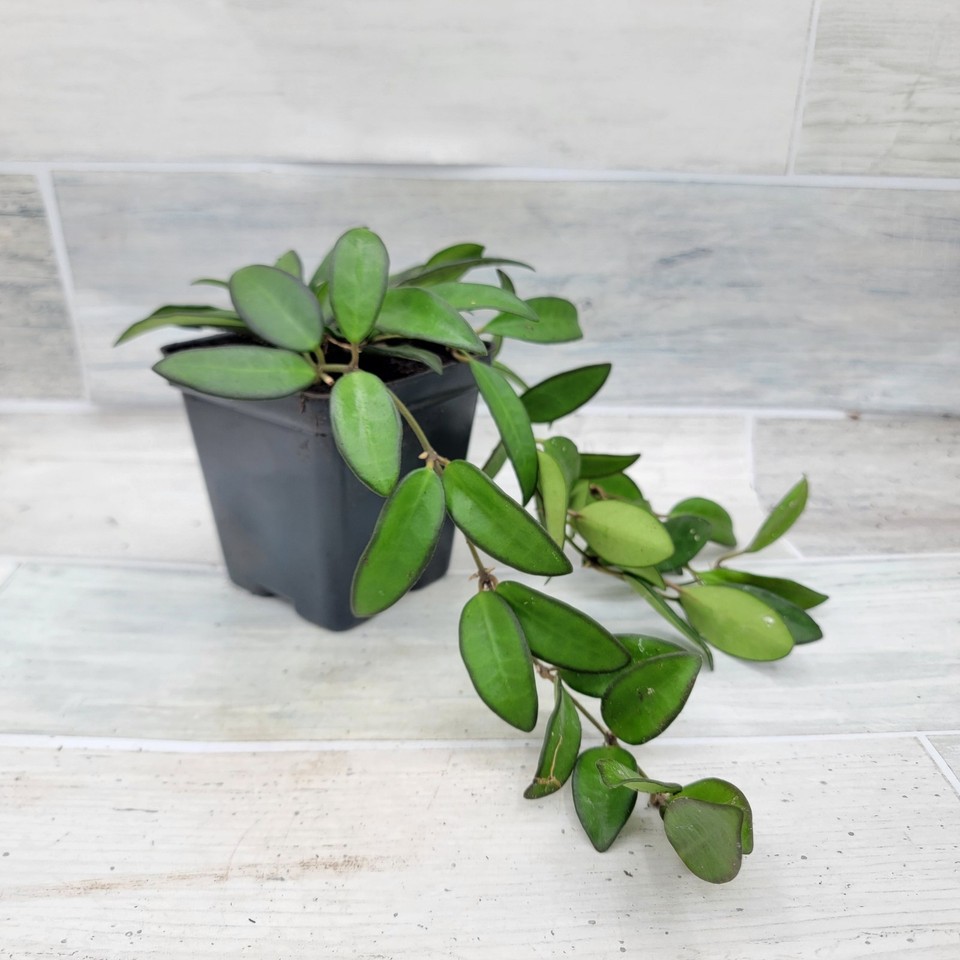 Hoya Rosita – Rare Trailing Wax Plant – 4" Pot – Indoor Houseplant | eBay