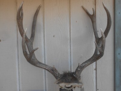 Tall 6x6 Colorado MULE DEER RACK antlers whitetail mount sheds ...