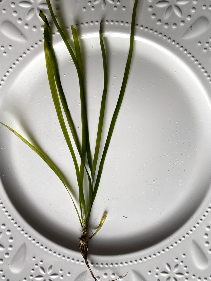 BULK 12 Italian Val Live Aquarium Plant-Easy and fast-growing ...