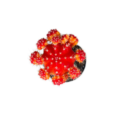 Moon Cactus RED-YELLOW | 2.5 inch | Live Grafted Cactus Plant | eBay