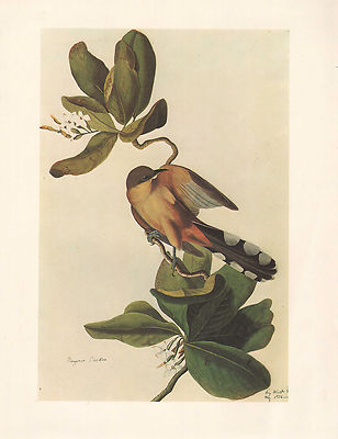 Vintage John James Audubon Vogel Aufdruck ~ Mangrove Kuckuck | eBay.de