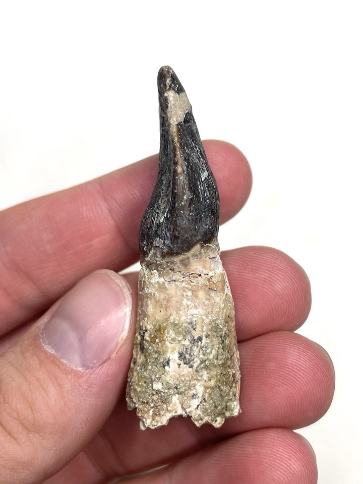 2.31” Rooted Narindasaurus Sauropod Dinosaur Tooth - Isalo IIIb Fm ...