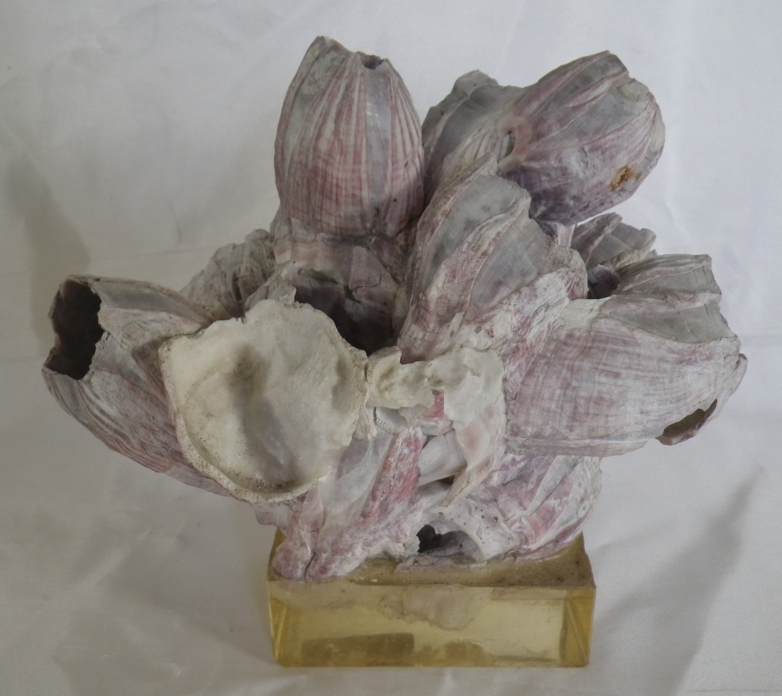 coquillage Balanus Megabalanus tintinnabulum cabinet de curiosité | eBay