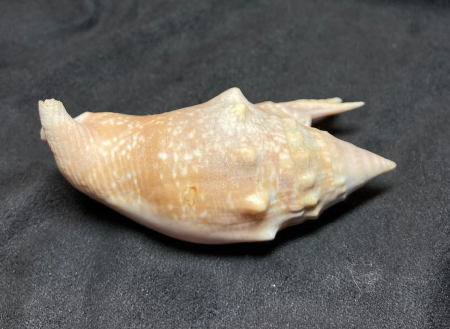 STROMBIDAE Euprotomus bulla ORANGE 67.7mm Bohol, Philippines 2014 ...