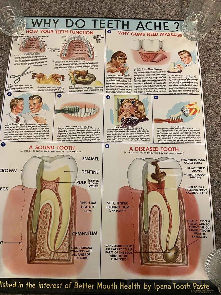Parts Of A Tooth Poster