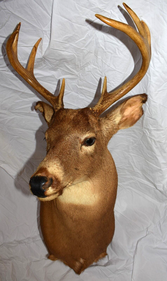 8-Point Whitetail Deer Real Wild Fighting Stag in Rut Shoulder Mount | eBay