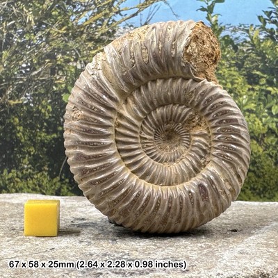 Fossilized Ammonite Marine Cephalopod Prehistoric Sea Creature Jurassic ...